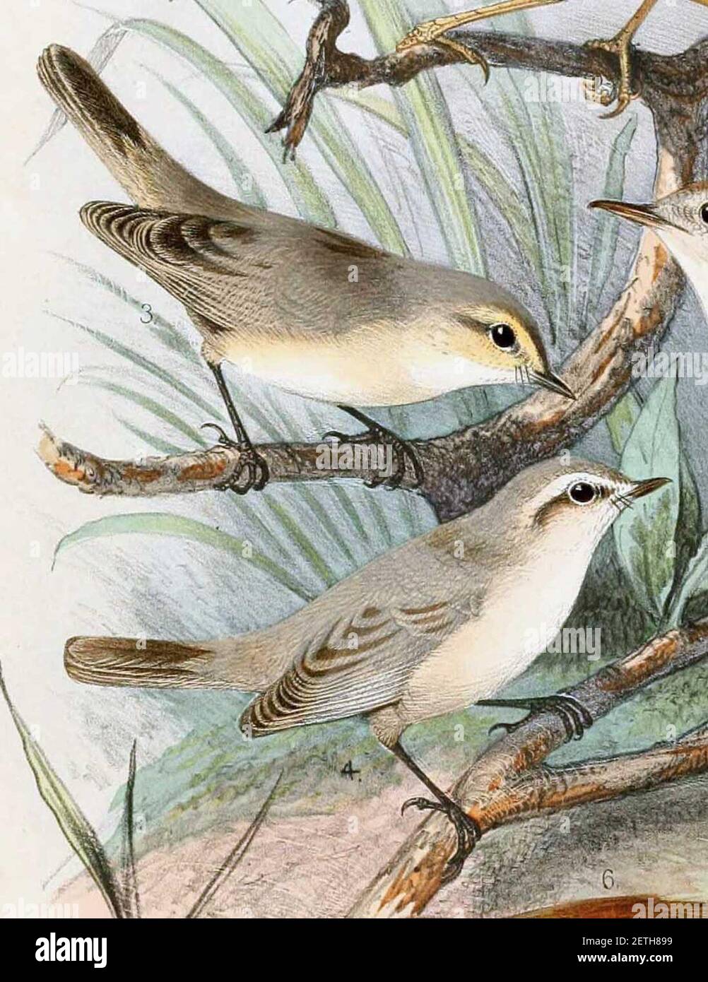 Phylloscopus neglectus 1889 Stock Photo - Alamy