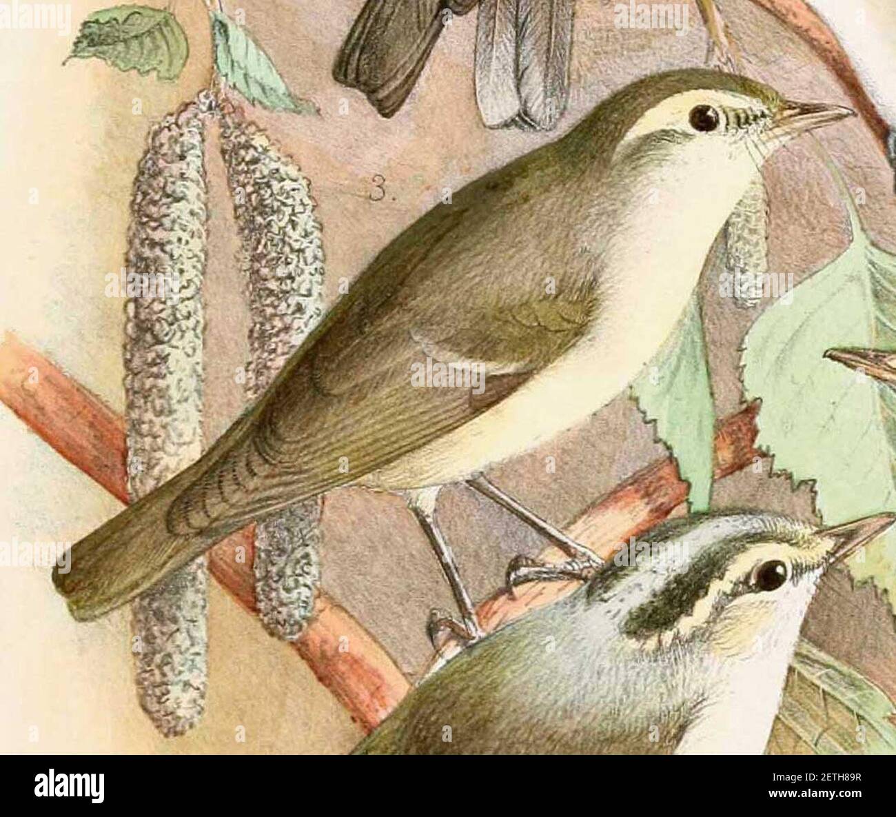 Phylloscopus trochiloides viridanus 1889 Stock Photo - Alamy