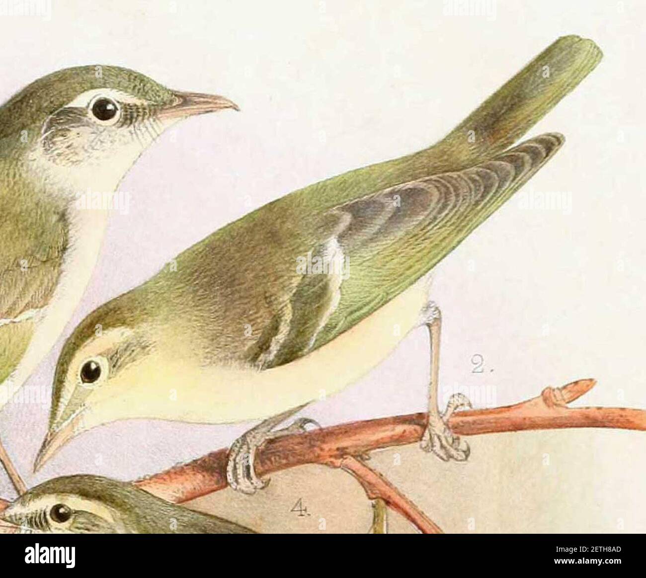 Phylloscopus nitidus 1889 Stock Photo - Alamy