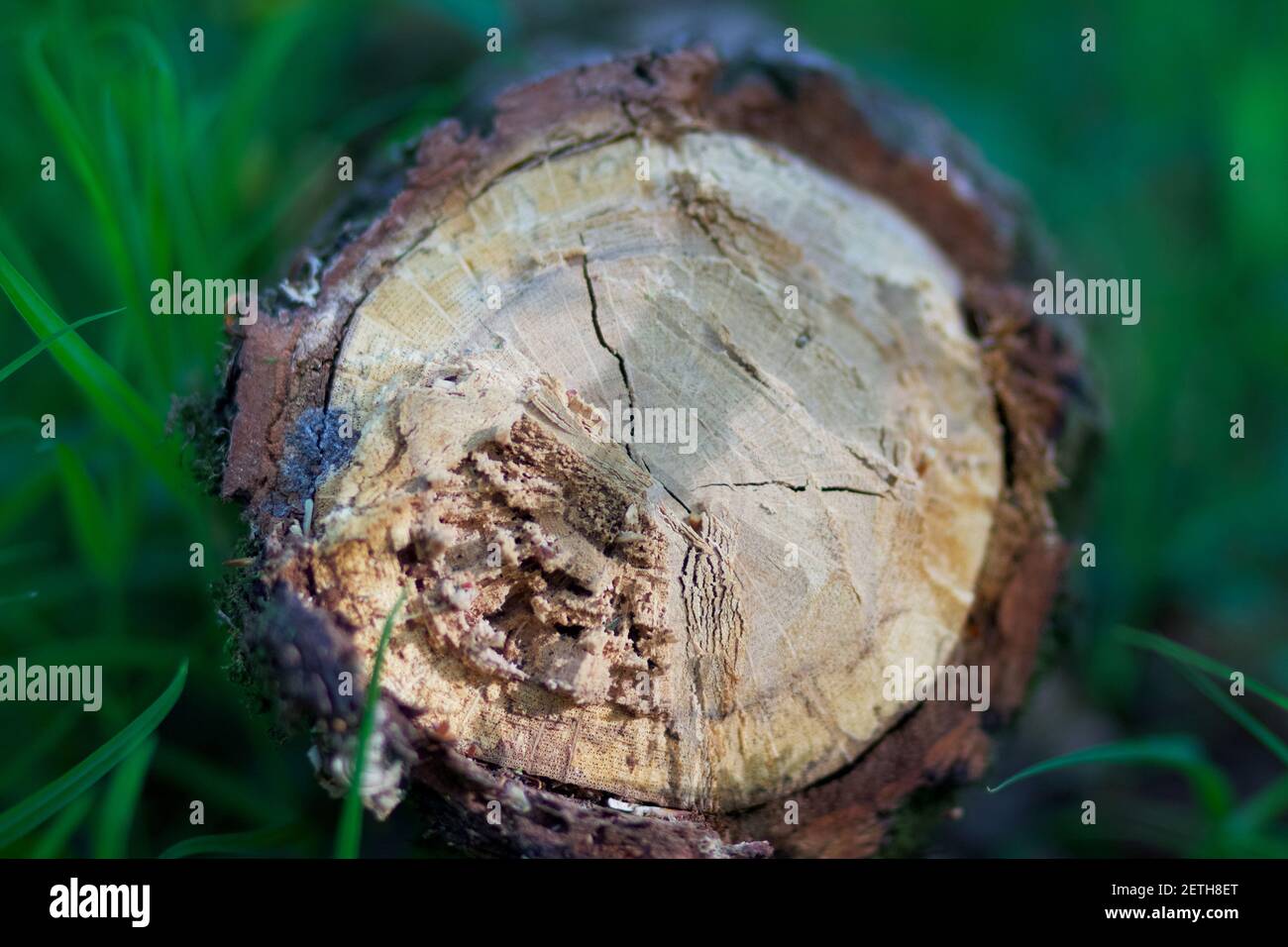 Lying freshly cut tree in the forest Stock Photo - Alamy