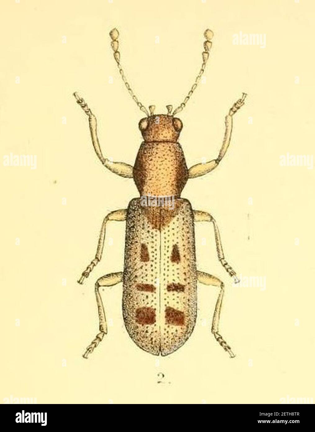 Testacea hi-res stock photography and images - Alamy