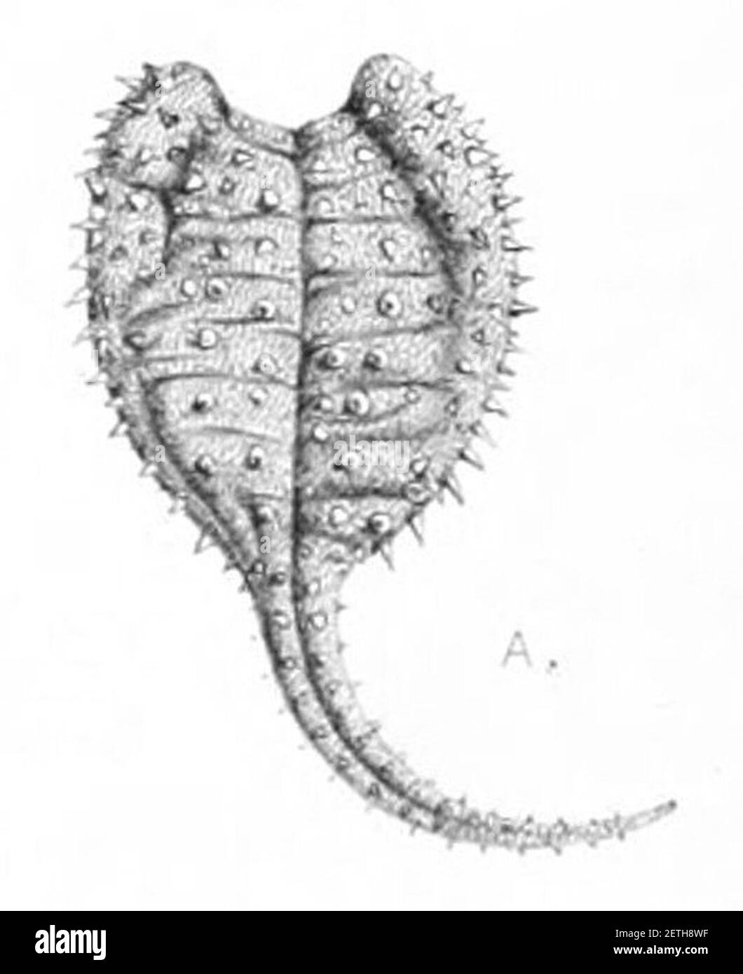 Phyllurus platurus tail 1897 Stock Photo - Alamy