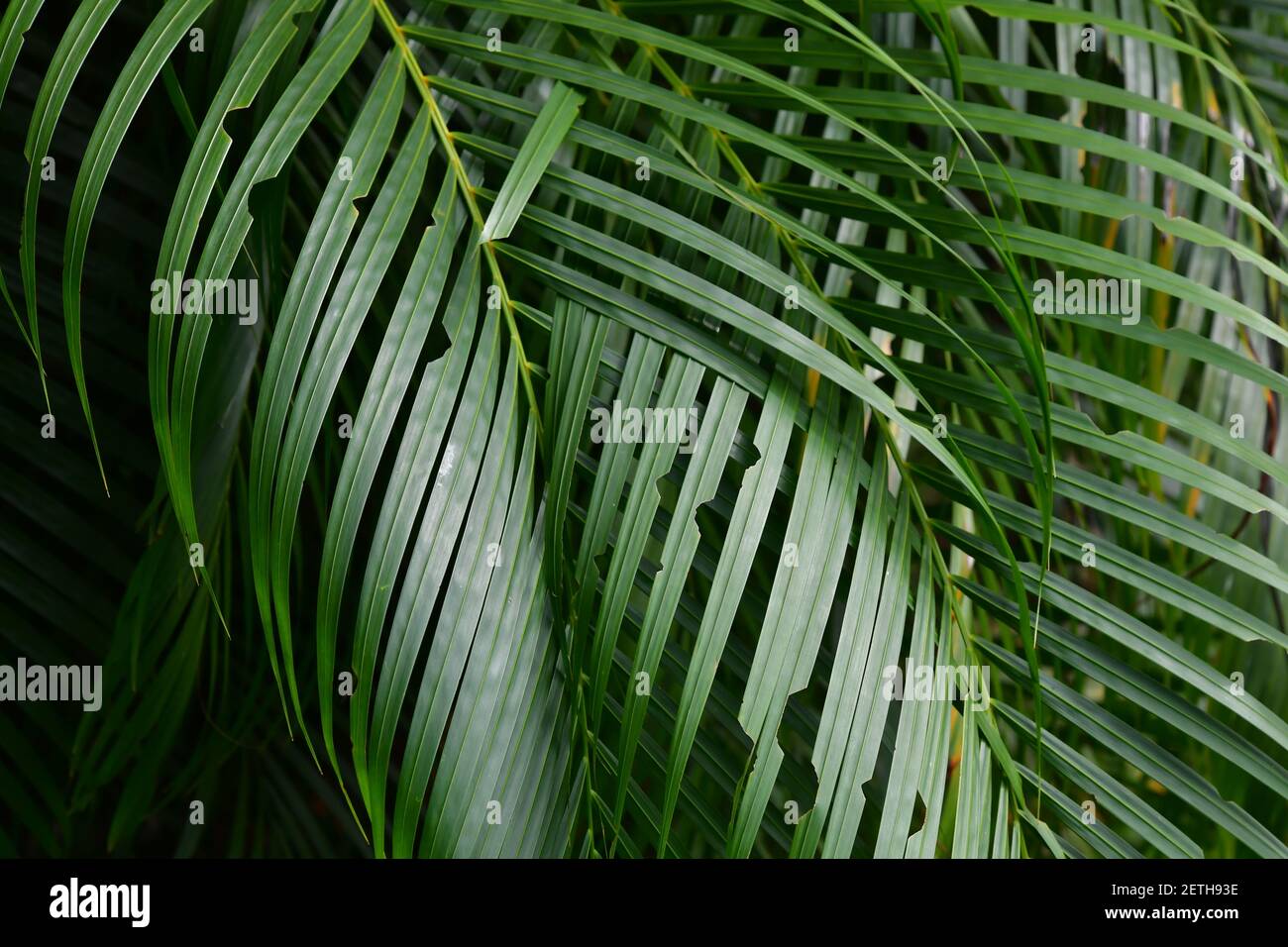 Bathurst island palm trees hi-res stock photography and images - Alamy