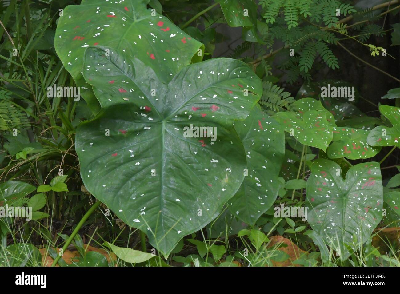 Tropical flora thriving during the monsoonal wet season of Tiwi islands ...
