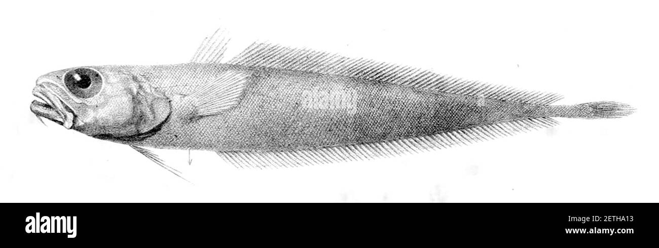 Physiculus hi-res stock photography and images - Alamy