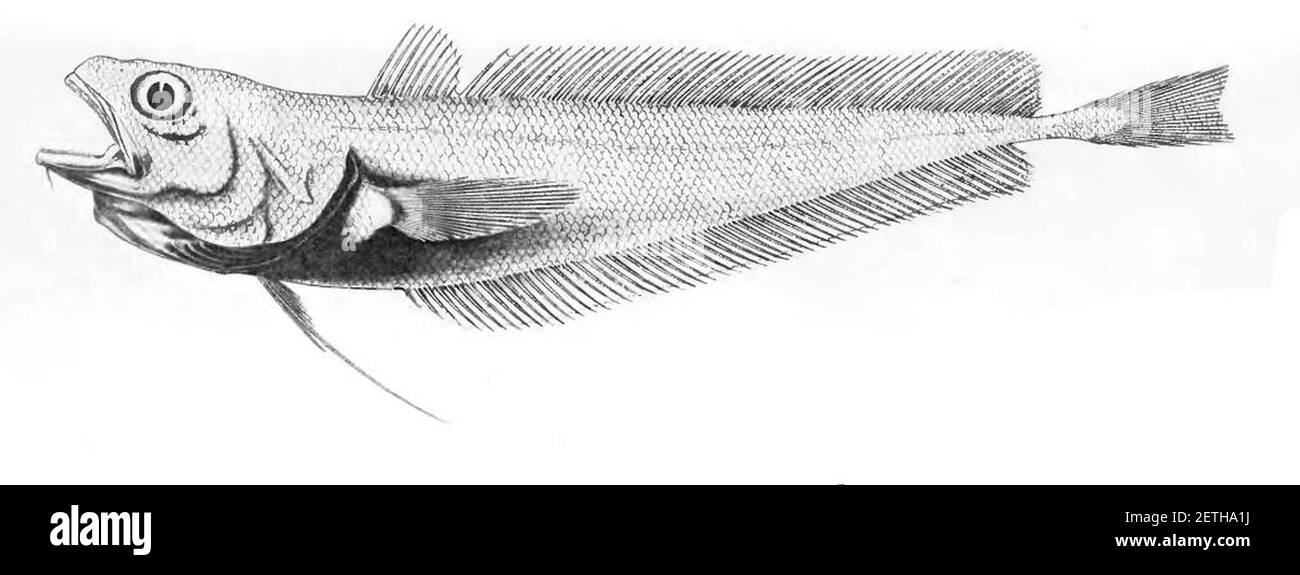 Physiculus hi-res stock photography and images - Alamy