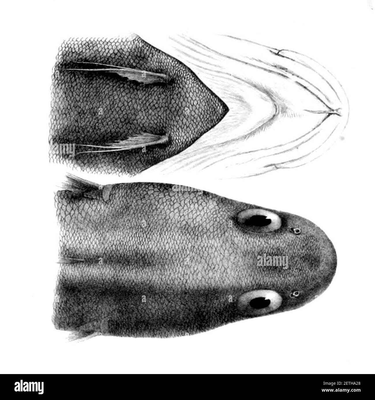 Physiculus hi-res stock photography and images - Alamy