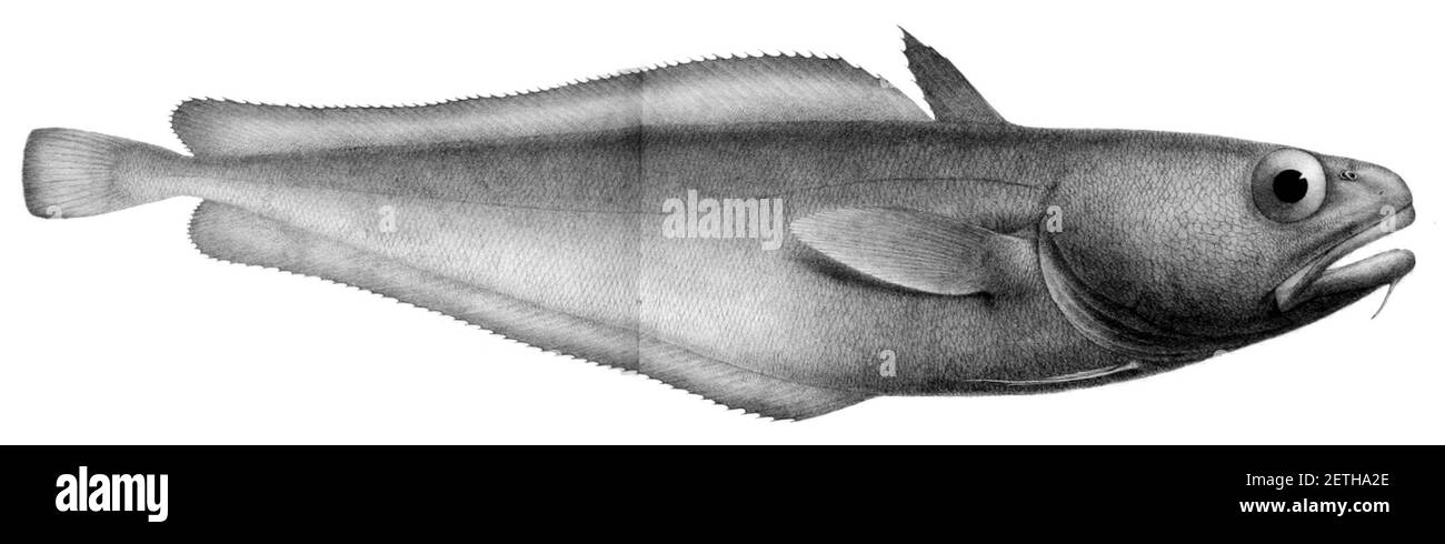 Physiculus hi-res stock photography and images - Alamy