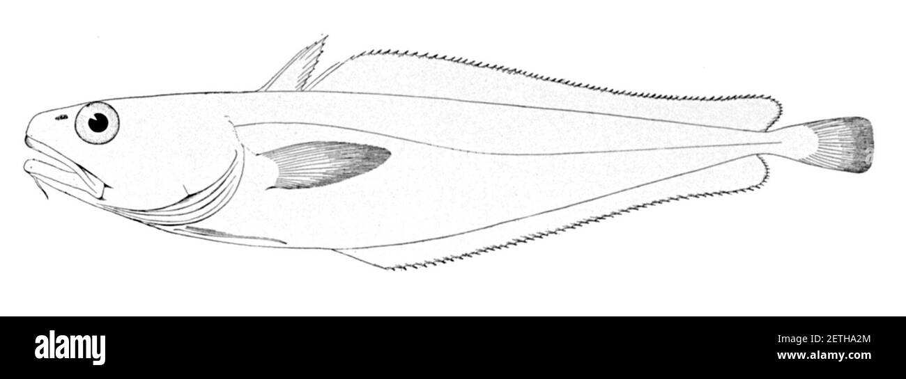 Kaupi hi-res stock photography and images - Alamy