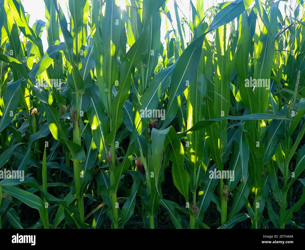 Corn cornstalk hi-res stock photography and images - Alamy