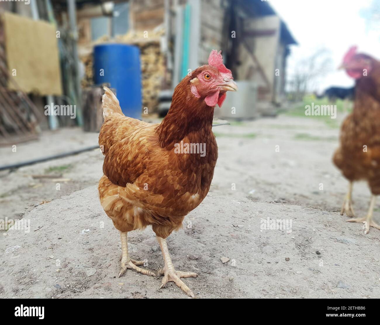 Chicken close-up in the countryside. The growing of chickens. The ...