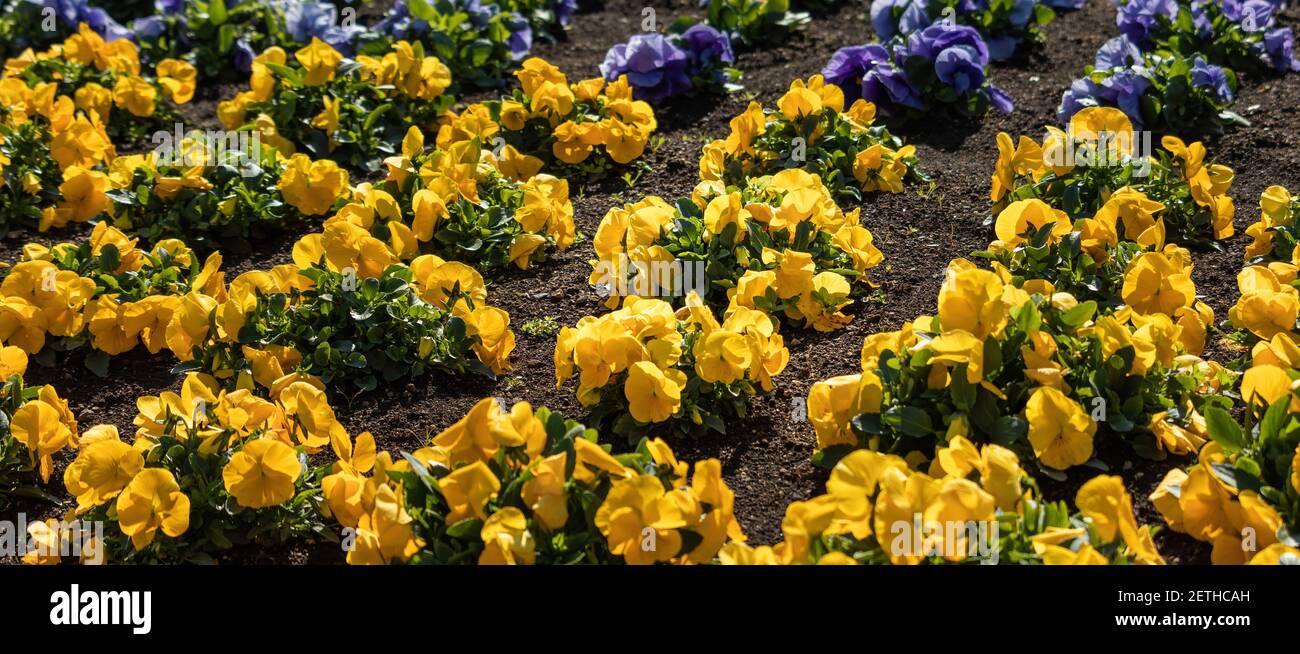 Jubilant rows of yellow and purple violets herald the coming of spring ...