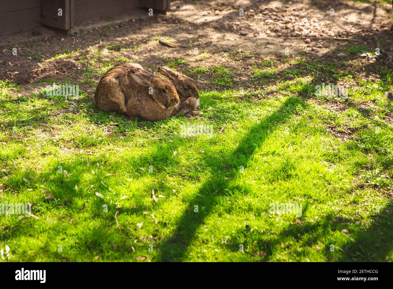 Cute wild bunny rabbits in zoo, Margaret Island, Budapest, Hungary ...