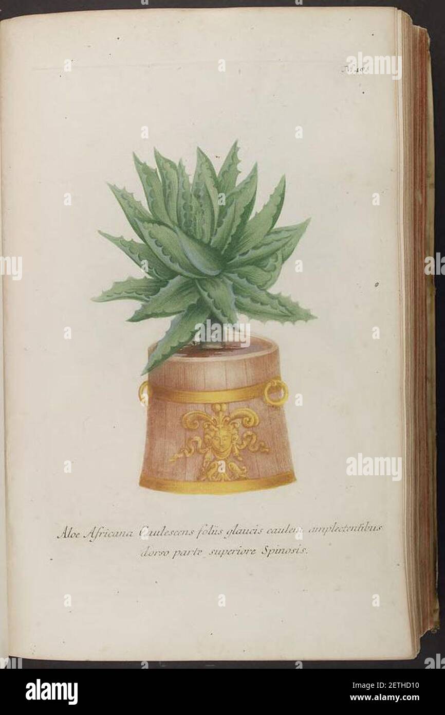 Phytanthoza iconographia, sive, Conspectus aliquot millium (N. 48 Stock ...