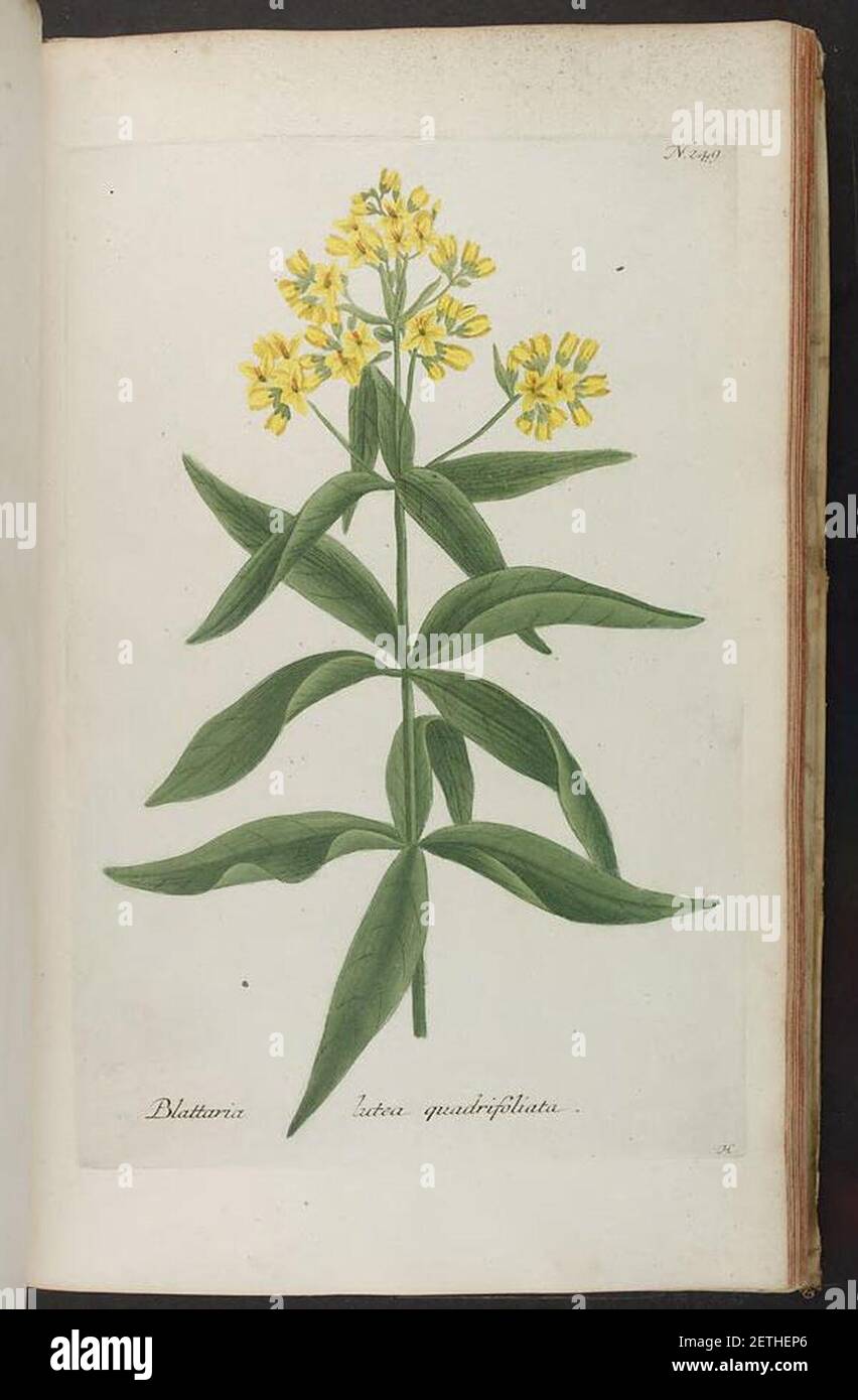 Phytanthoza iconographia, sive, Conspectus aliquot millium (N. 250 ...