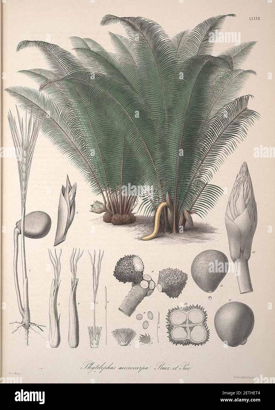 Phytelephas hi-res stock photography and images - Alamy