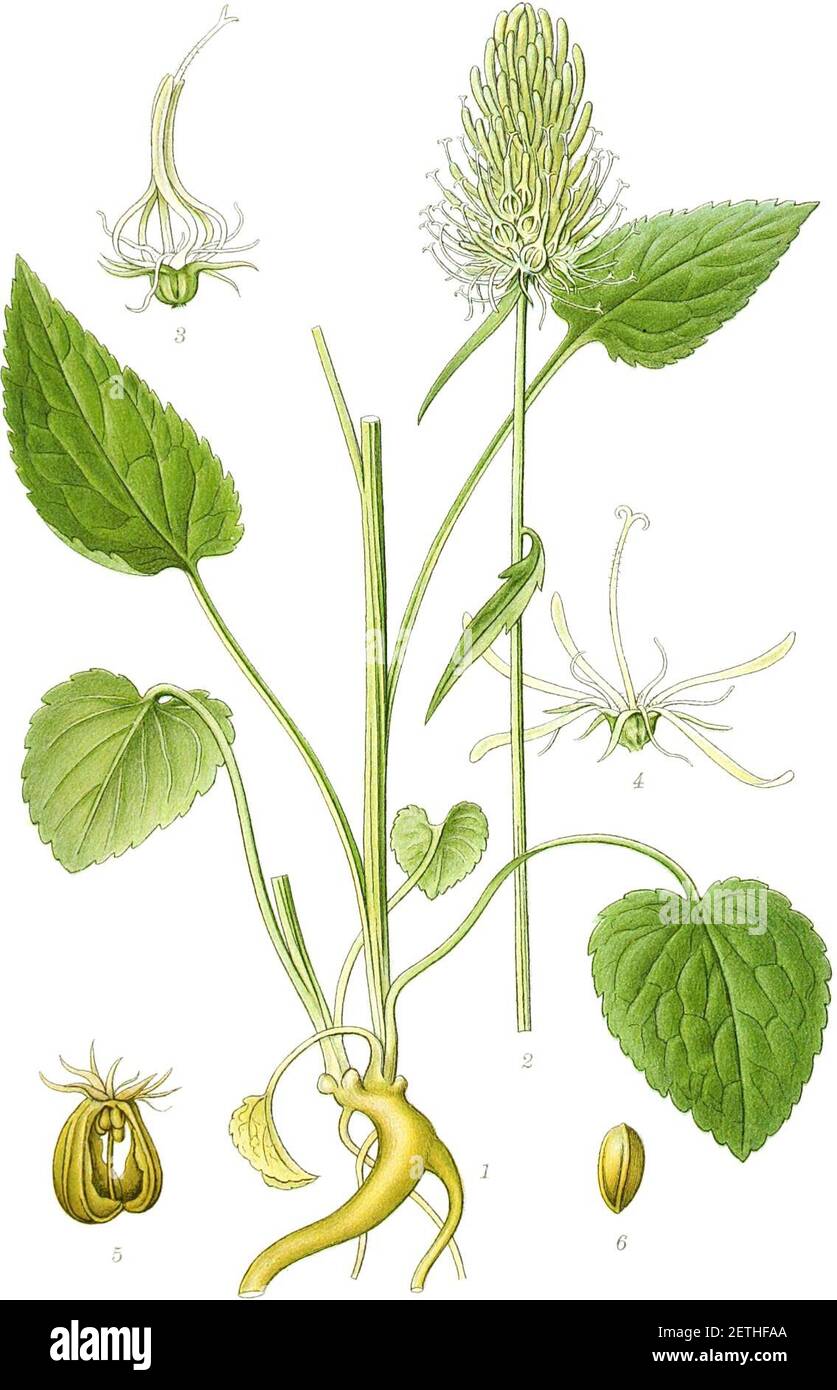 Phyteuma spicatum (Billeder af nordens flora 1927, v4 Stock Photo - Alamy