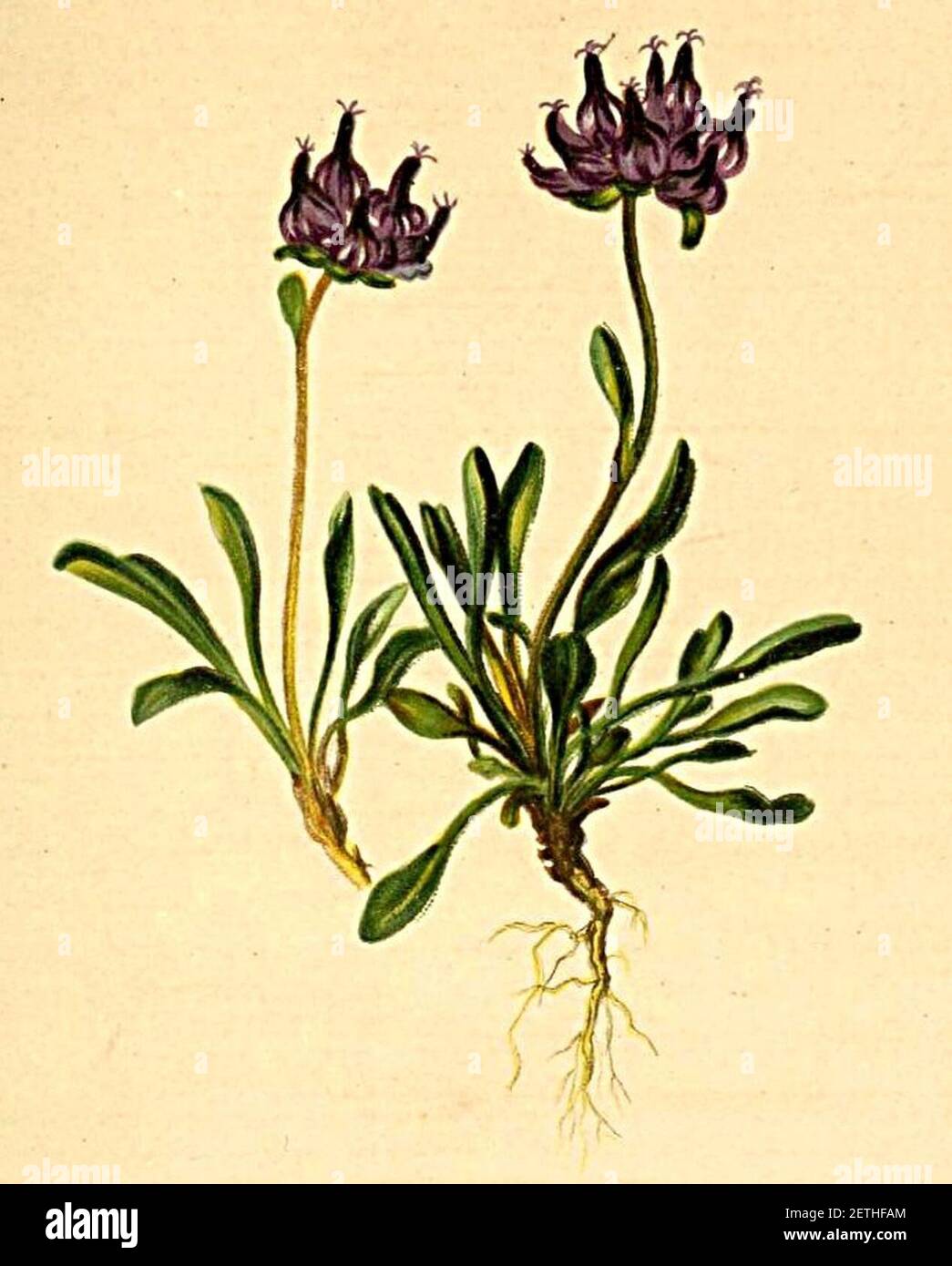 Phyteuma pauciflora Atlas Alpenflora Stock Photo - Alamy