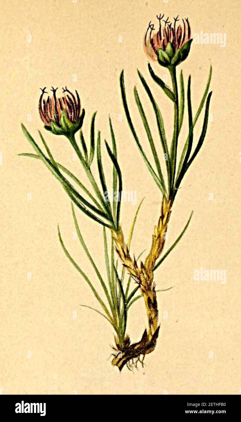 Phyteuma hemisphaericum hi-res stock photography and images - Alamy