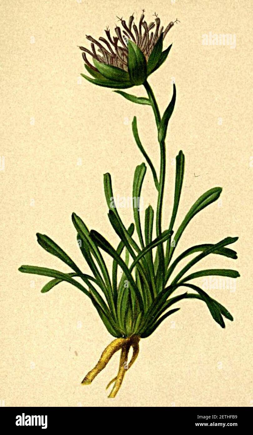Phyteuma latifolium Atlas Alpenflora Stock Photo - Alamy