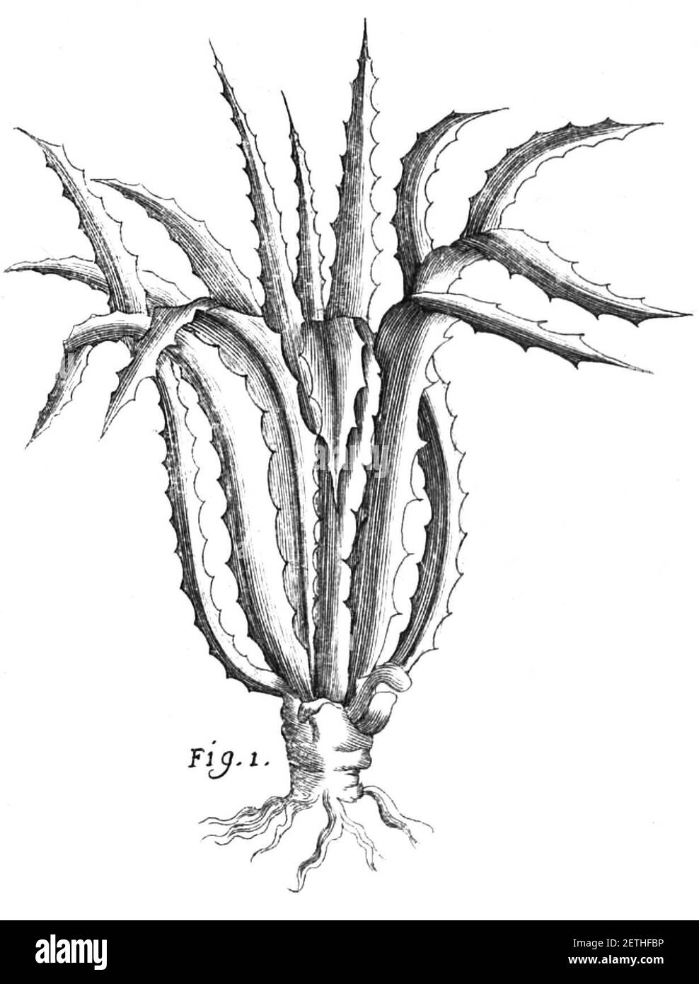 Plate fig Black and White Stock Photos & Images - Alamy