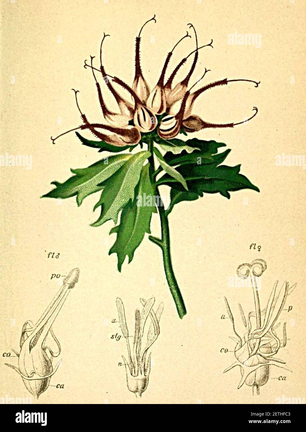 Phyteuma comosum hi-res stock photography and images - Alamy