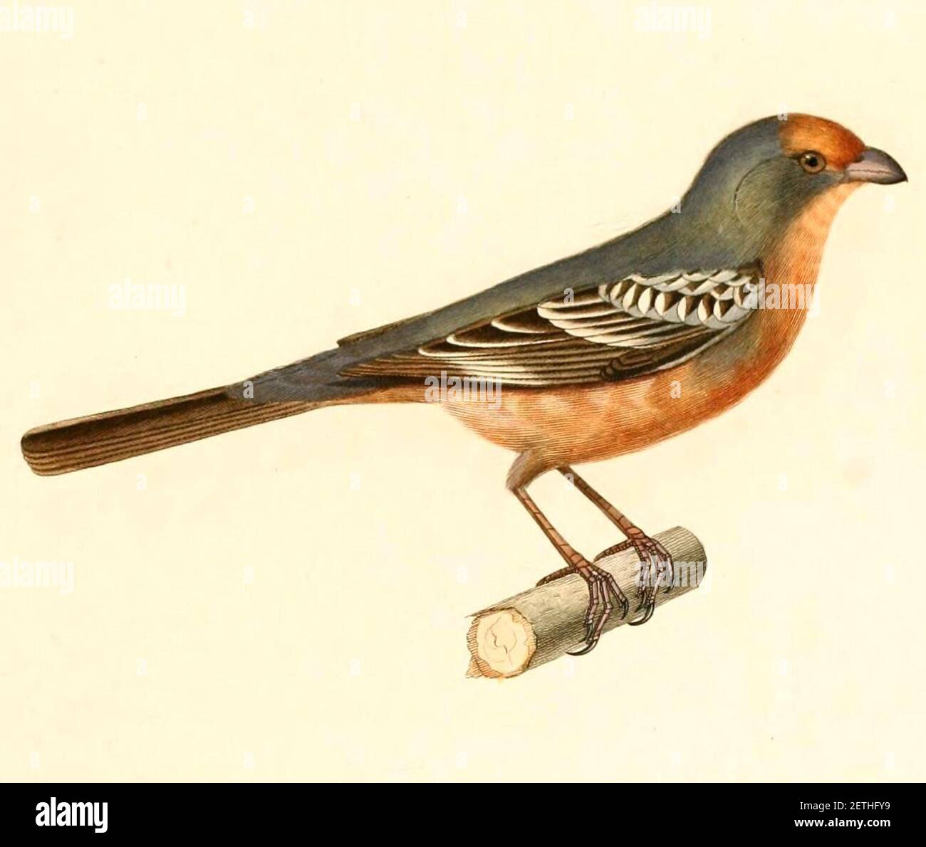 Rutila hi-res stock photography and images - Alamy