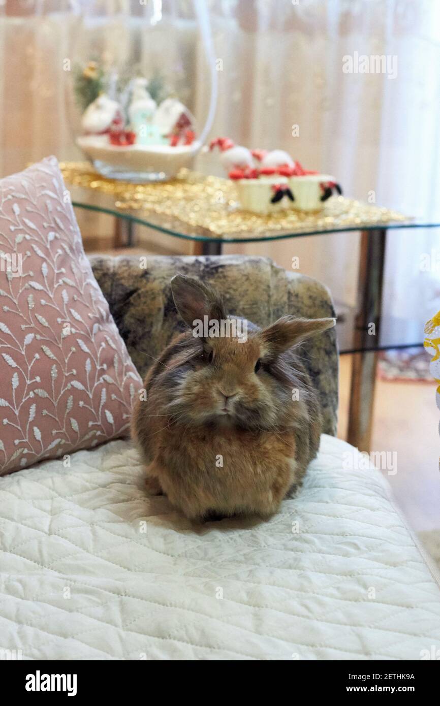 Celebrating Christmas with a pet rabbit at home Stock Photo - Alamy