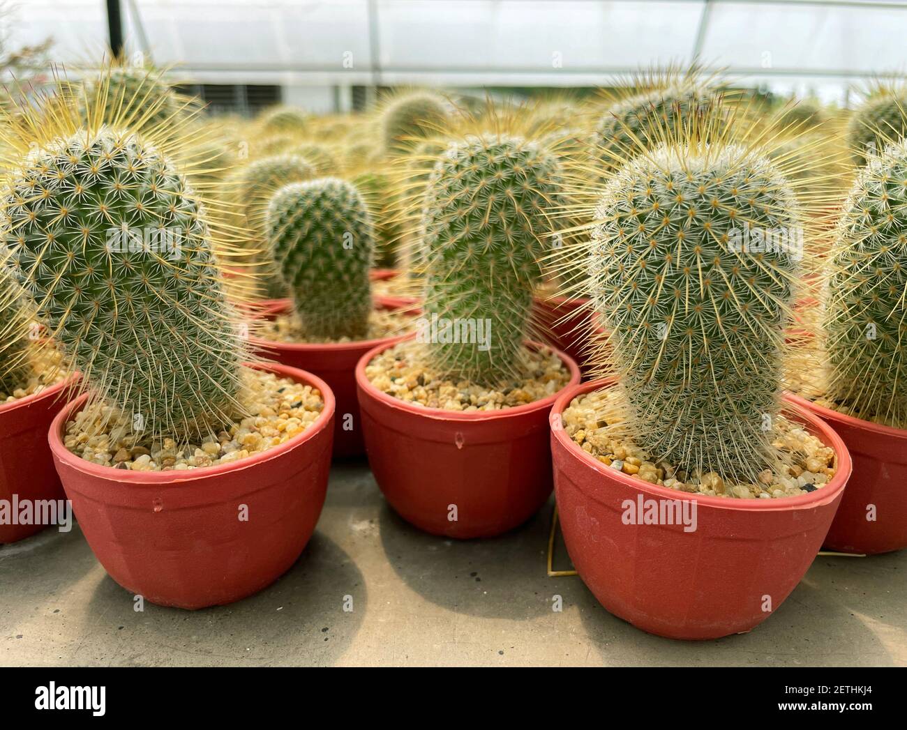 Cactus plant pattern hi-res stock photography and images - Alamy