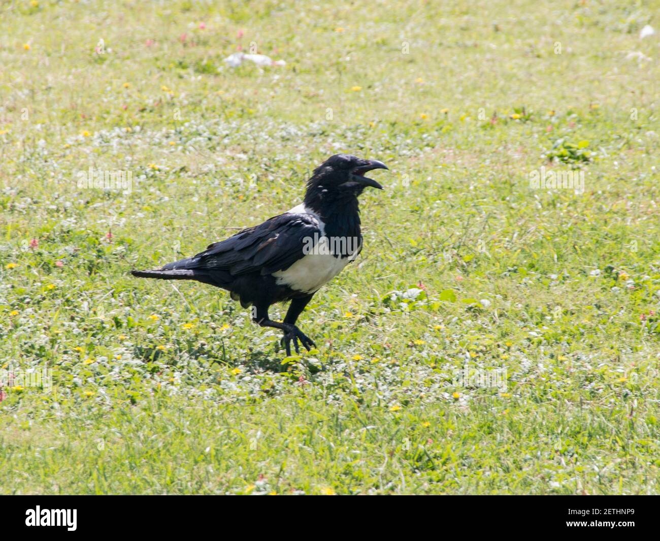 Black and white crow with open beak on green grass Stock Photo - Alamy