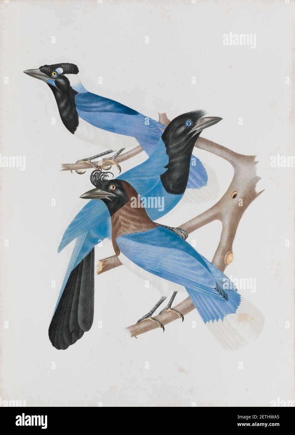 Pica chrysops pica azurea garrulus cristatellus hi-res stock ...