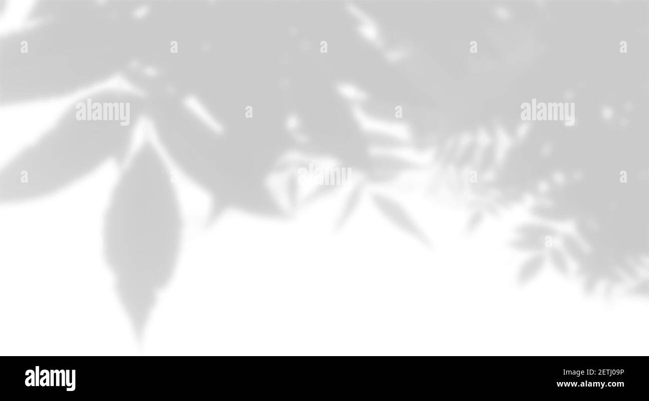 Shadows palm tree on Stock Vector Images - Alamy