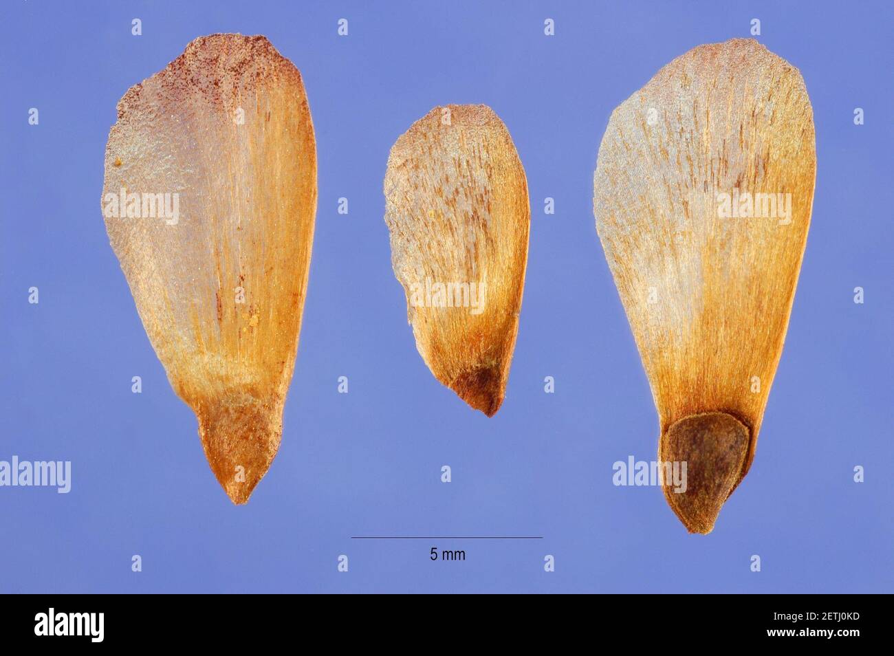 Picea glauca seeds pigl 001 php Stock Photo - Alamy