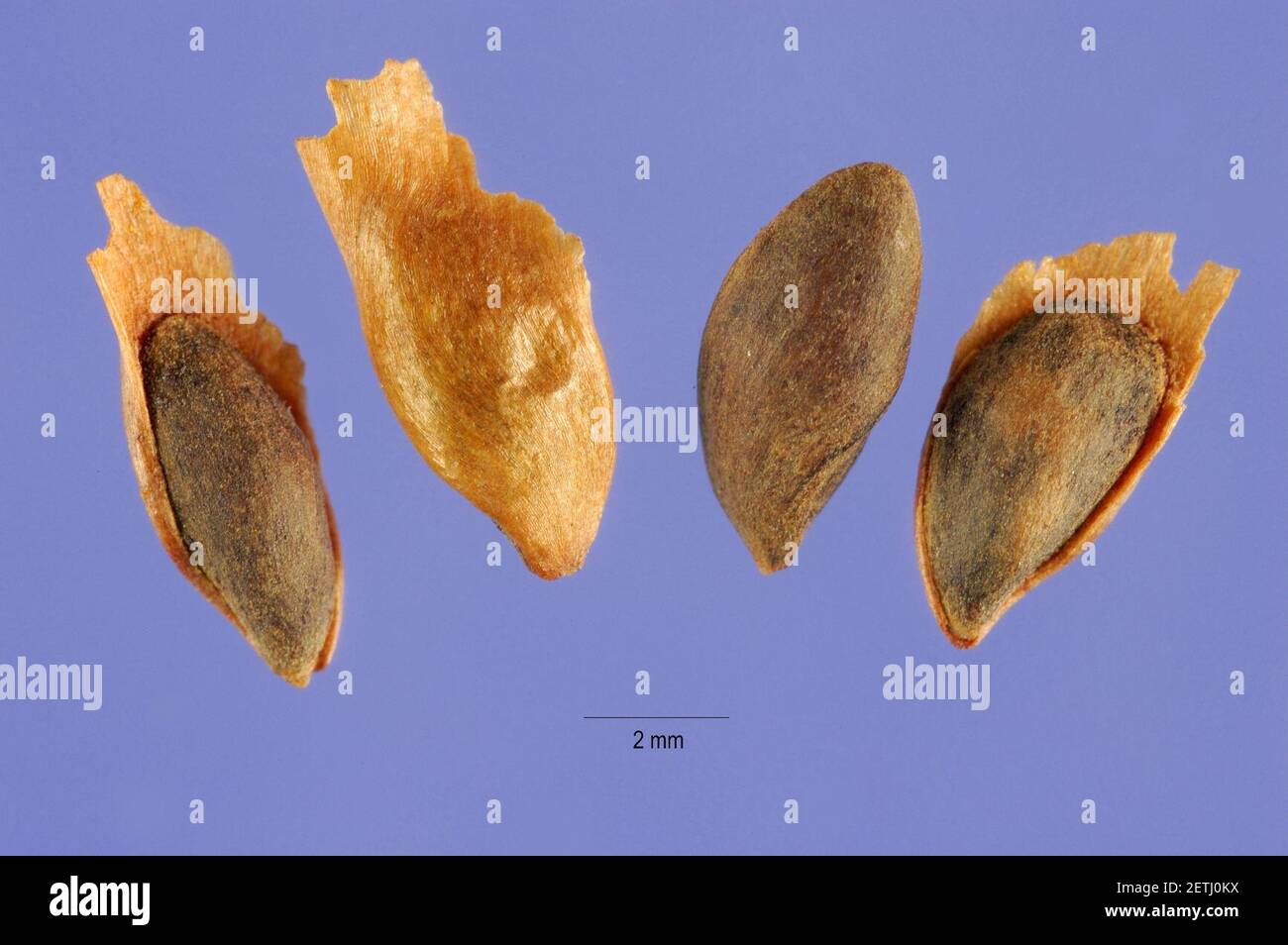 Picea breweriana seeds Stock Photo - Alamy
