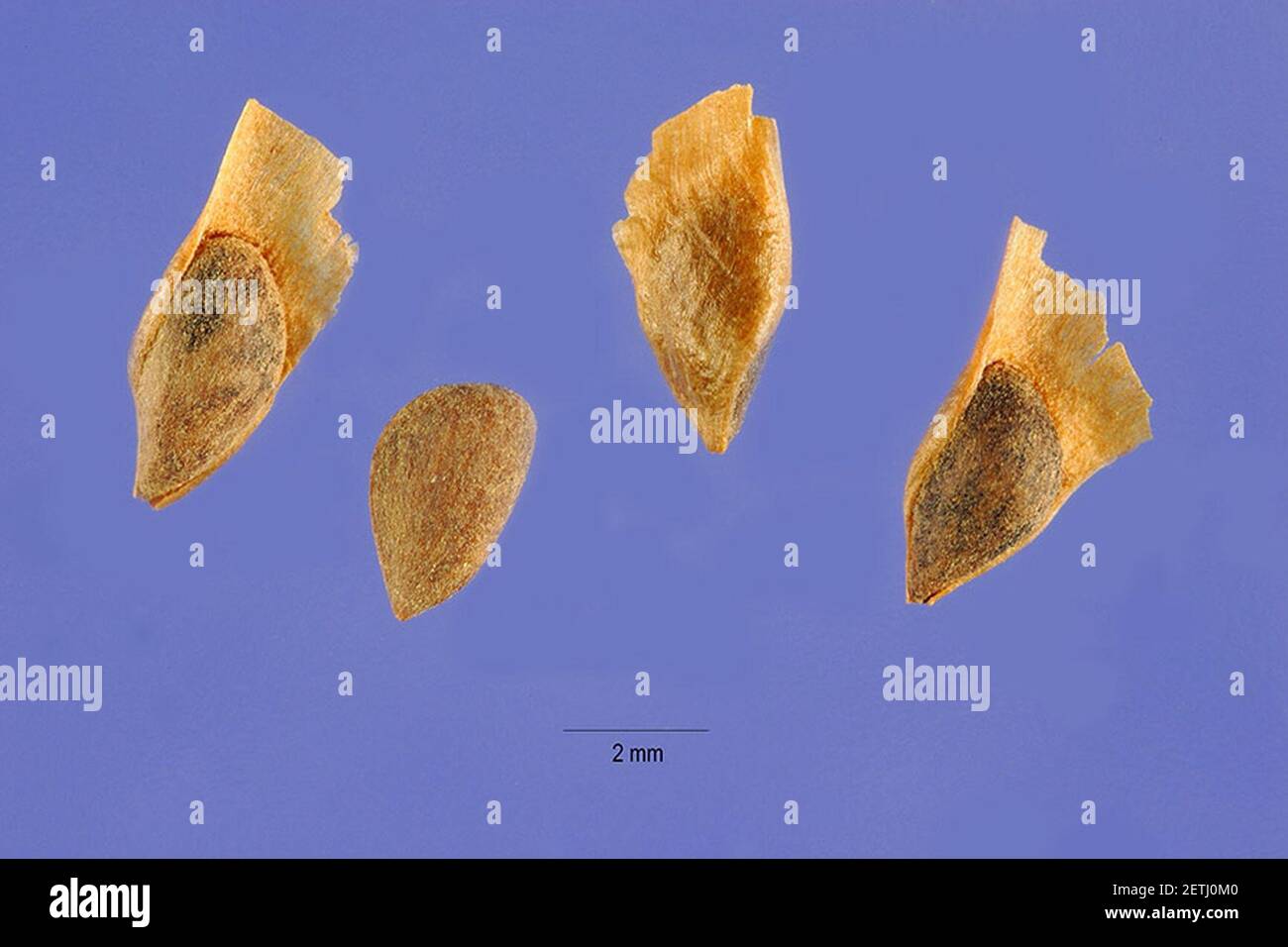 Picea mariana seeds Stock Photo - Alamy