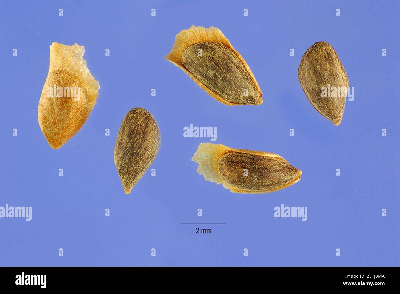 Picea pungens seeds Stock Photo - Alamy