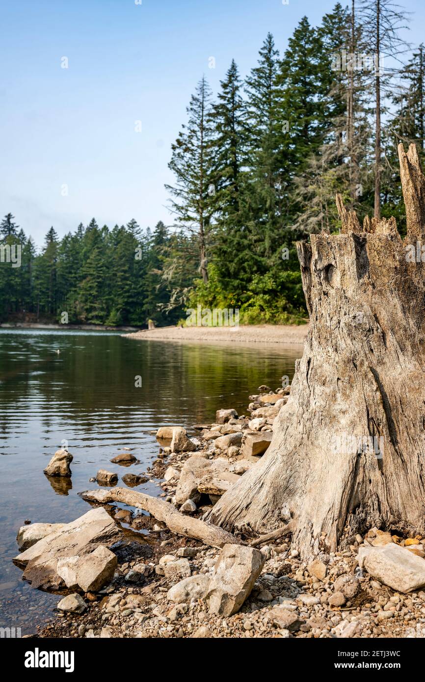 Drowning tree hi-res stock photography and images - Alamy