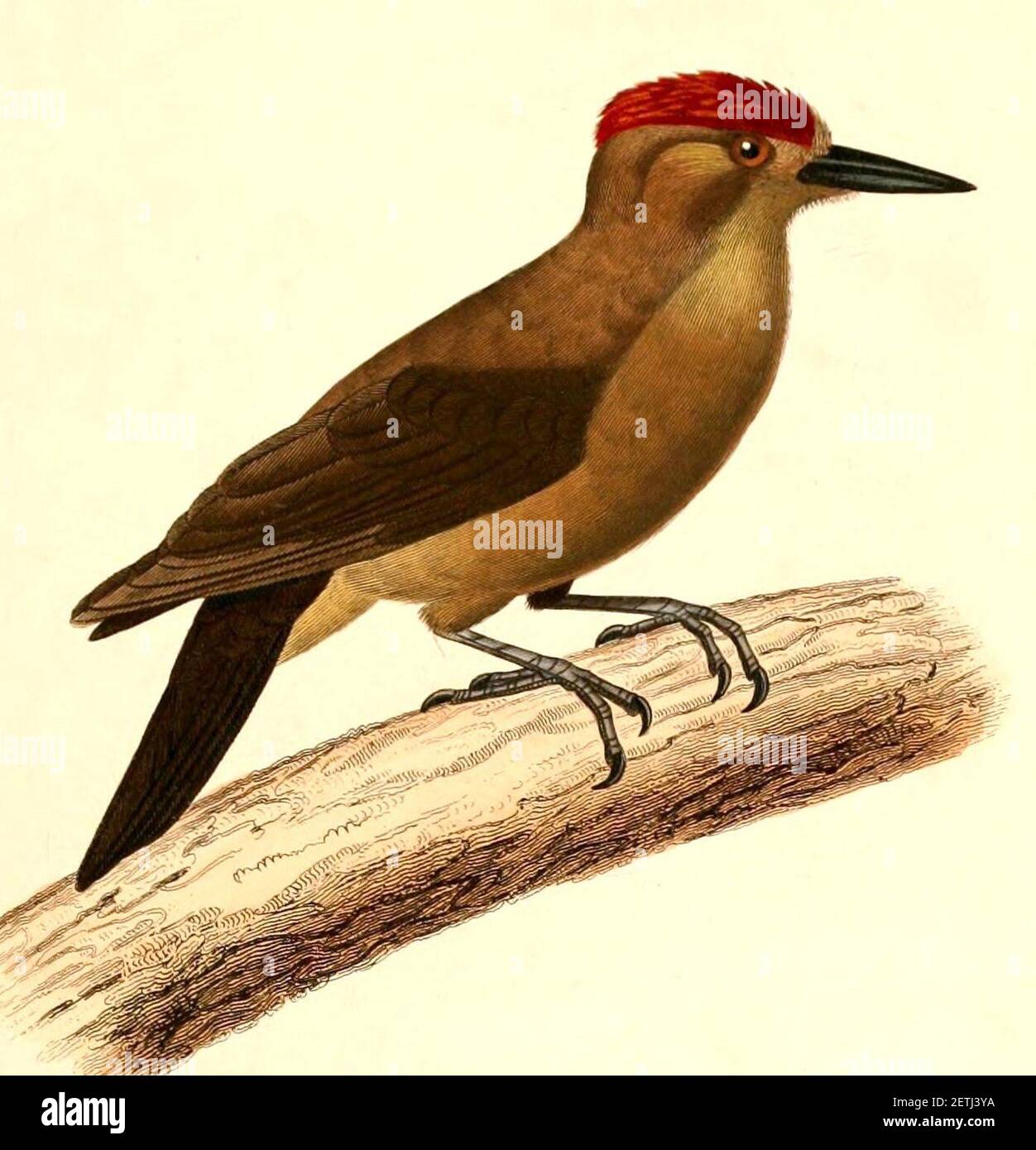 Picoides fumigatus hi-res stock photography and images - Alamy