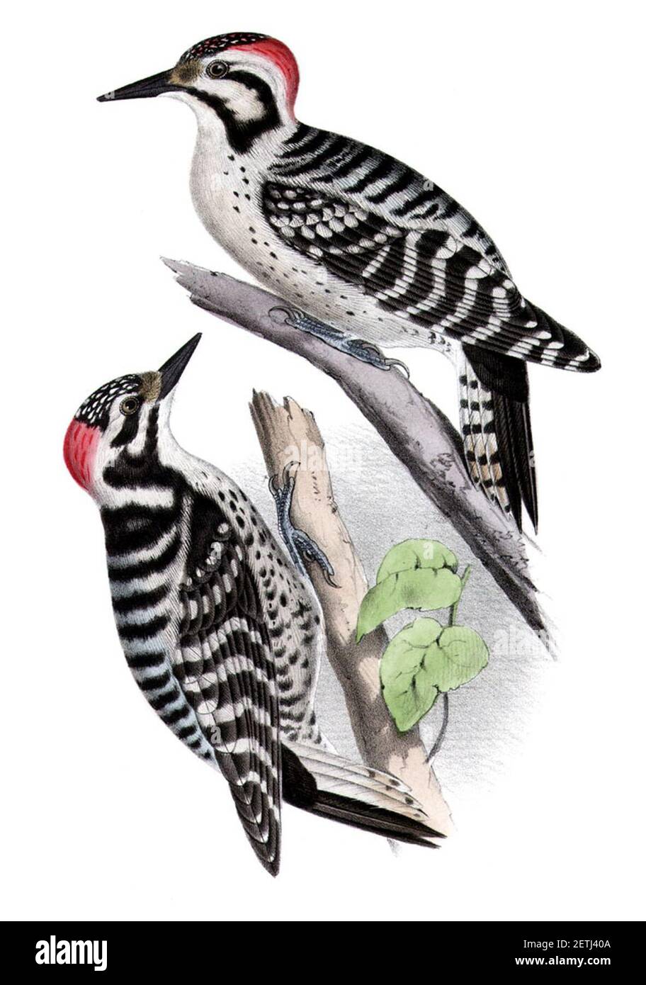 Picoides scalaris nuttalliiAQBIP03CA Stock Photo - Alamy