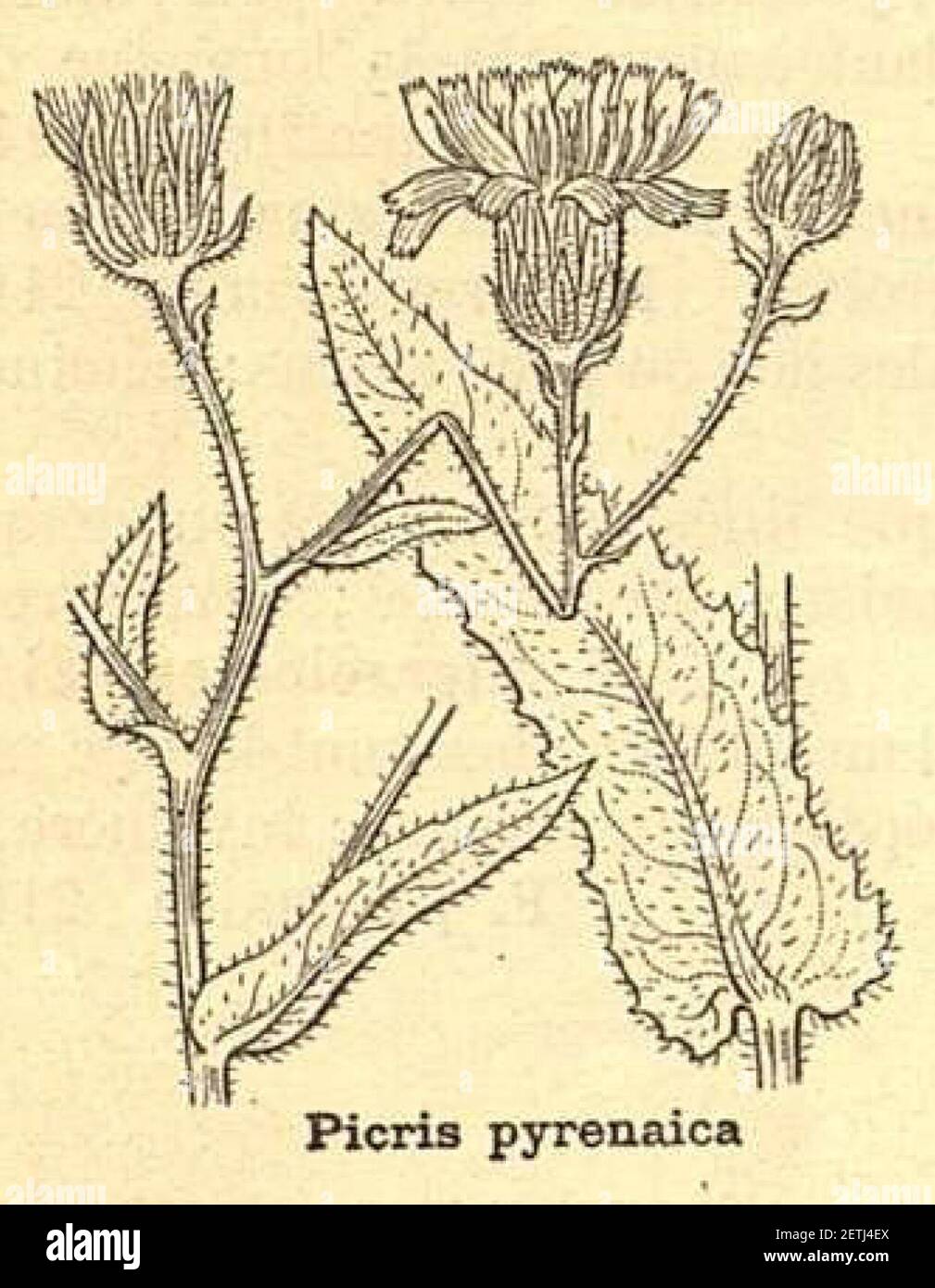 Picris hieracioides ssp umbellata Stock Photo - Alamy