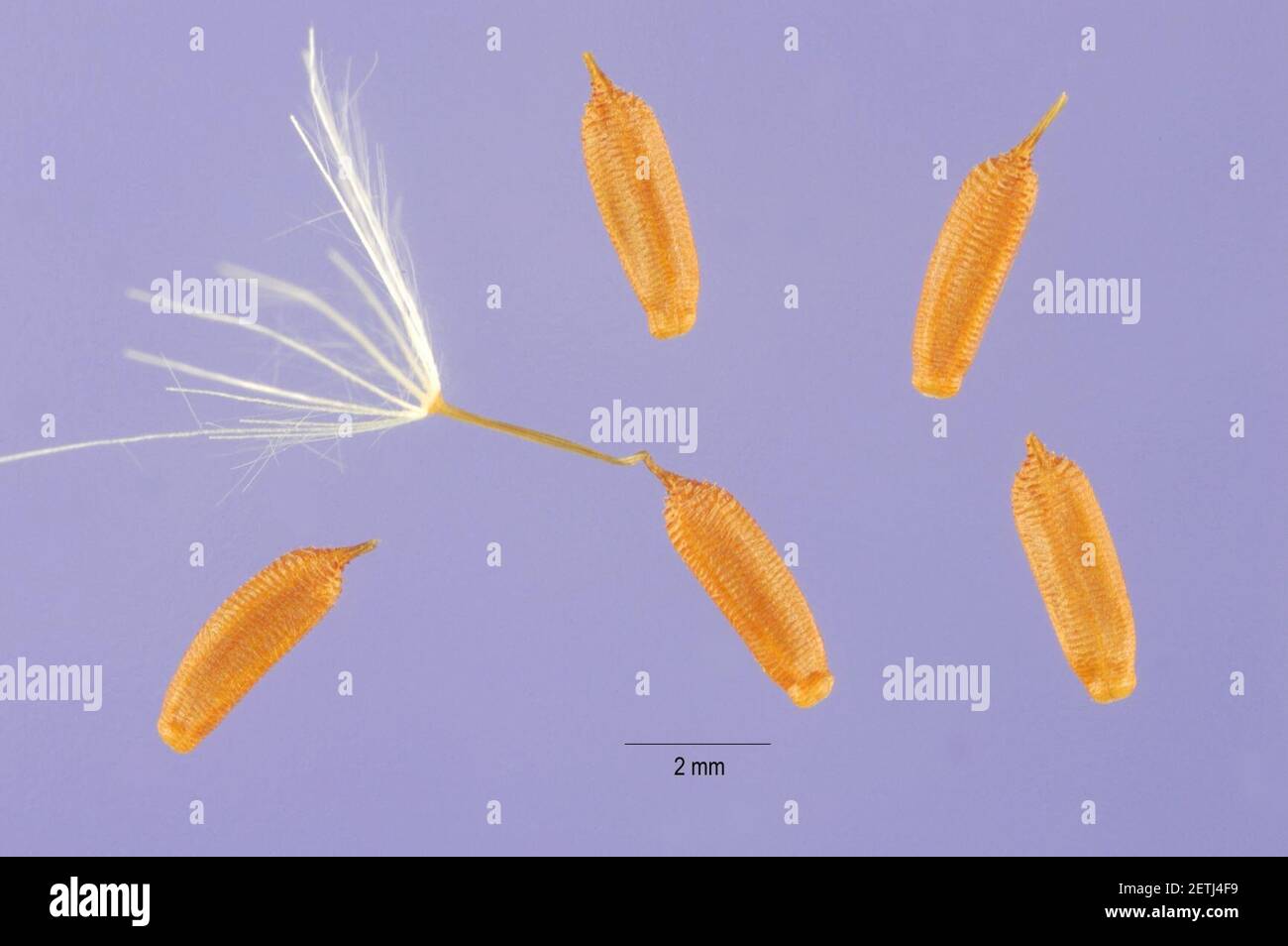 Picris echioides piec 003 php Stock Photo - Alamy