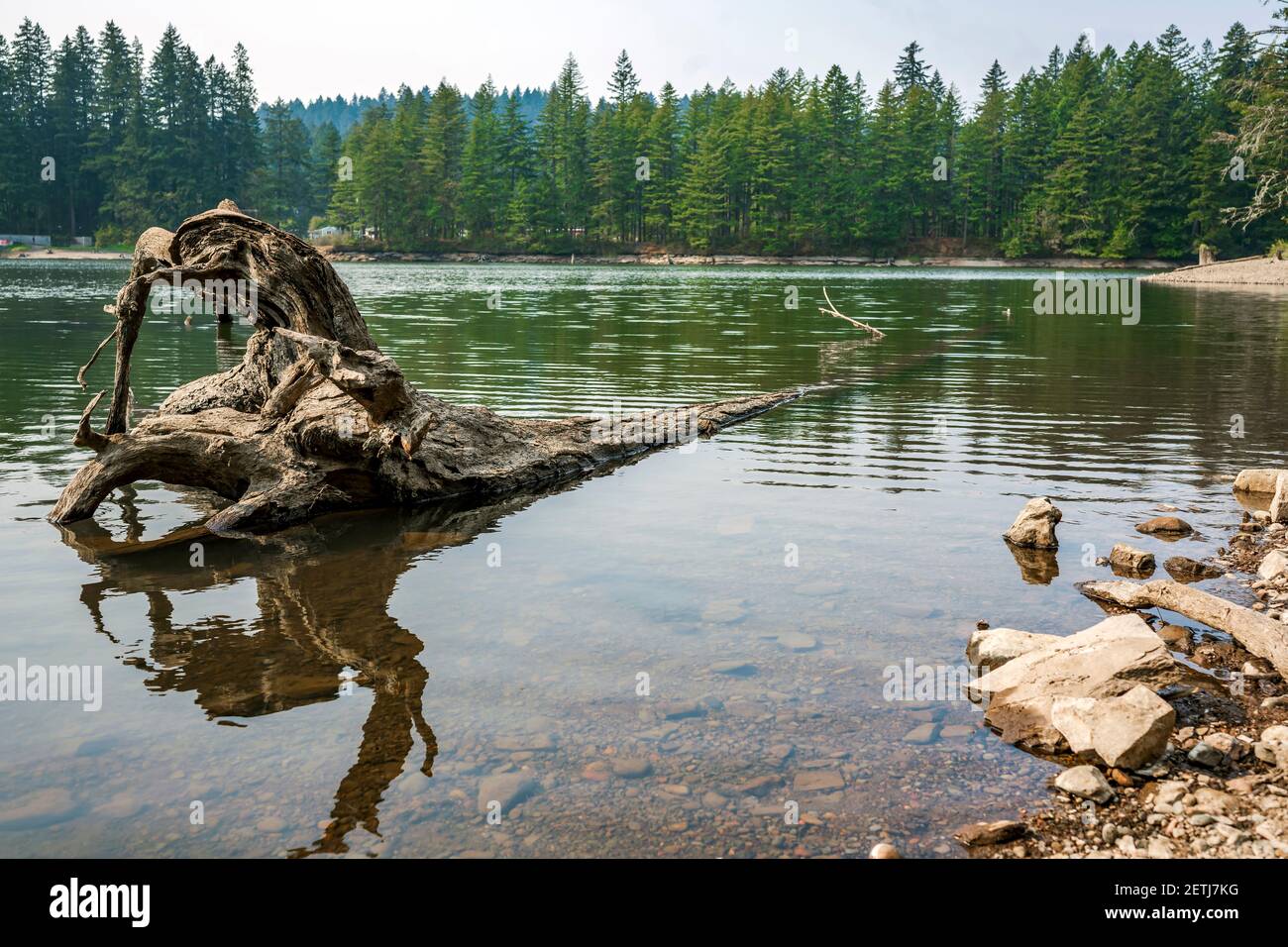 Mysterious autumn landscape of an fallen in the water of Lacamas lake ...