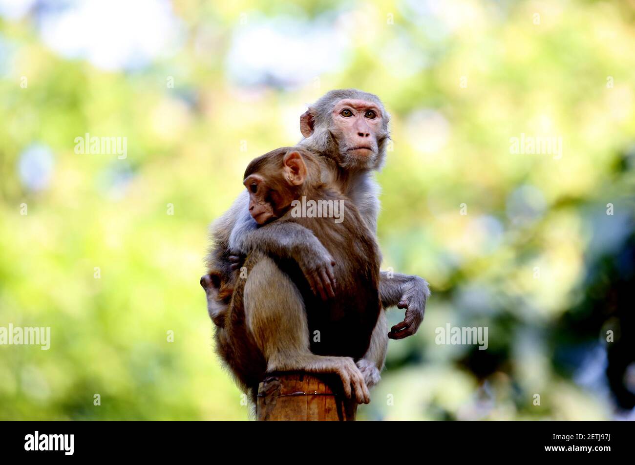 (170311) -- YANGON, March 11, 2017 (Xinhua) -- Photo taken on March 11 ...