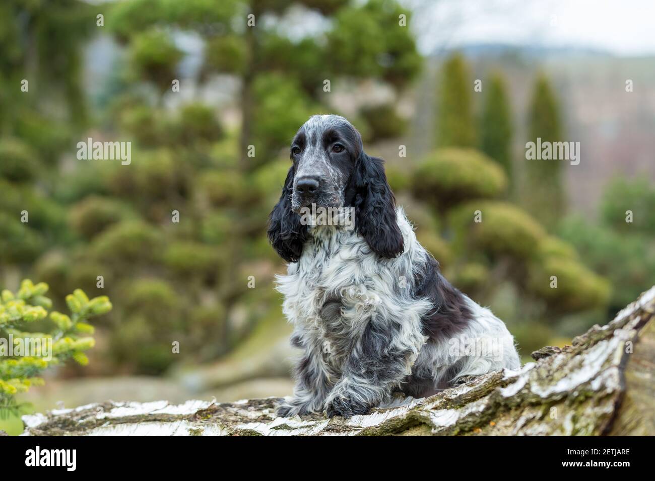 outdoor portrait of sitting english cocker spaniel, european champion ...