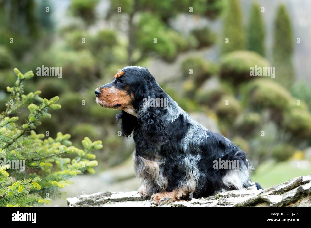 outdoor portrait of sitting english cocker spaniel, european champion ...