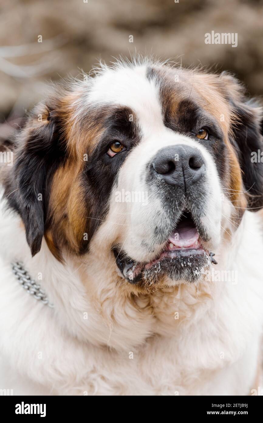 What Does A Saint Bernard Dog Look Like
