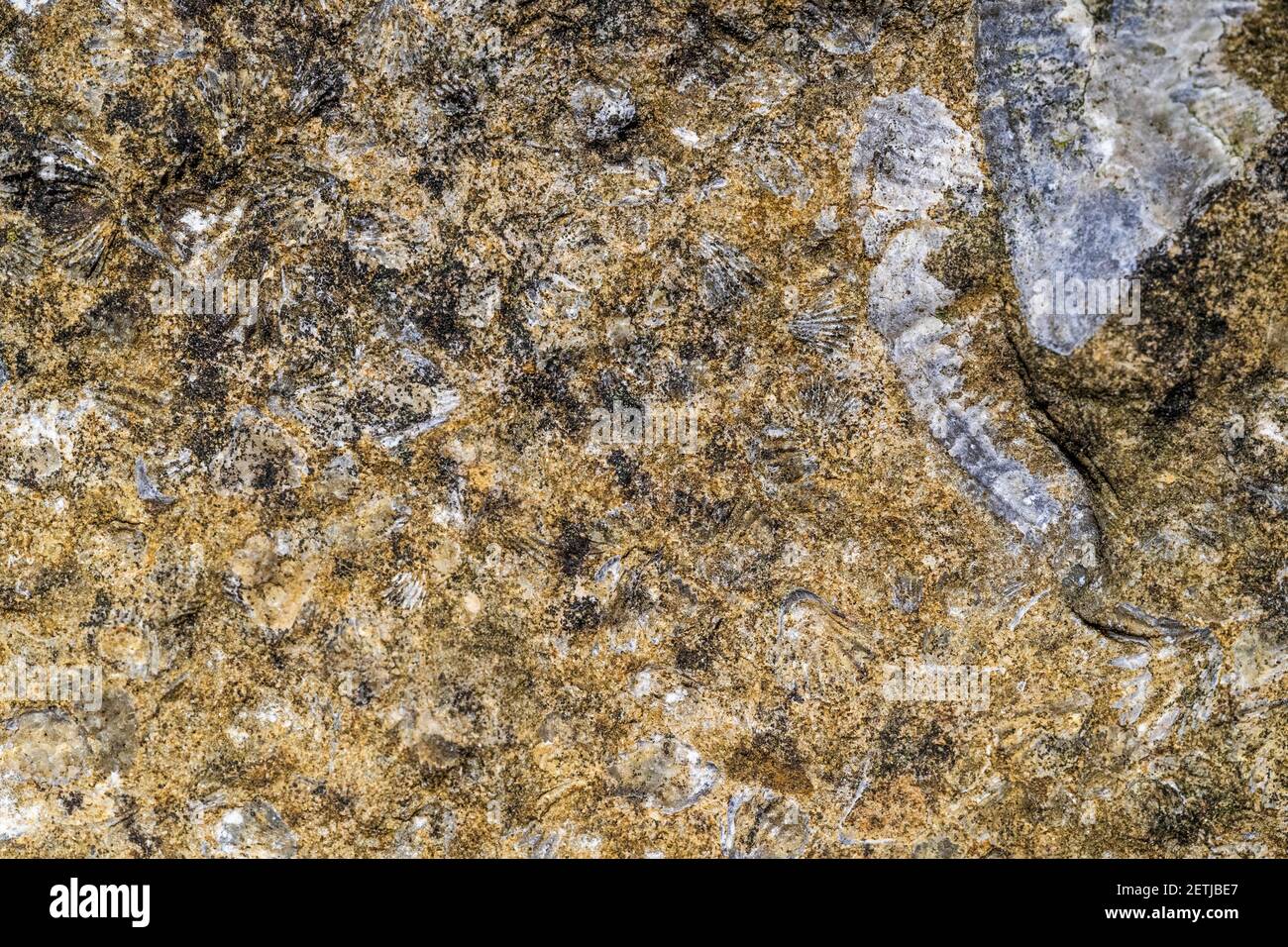 Marine fossils in carboniferous limestone from the Forest of Dean Stock ...