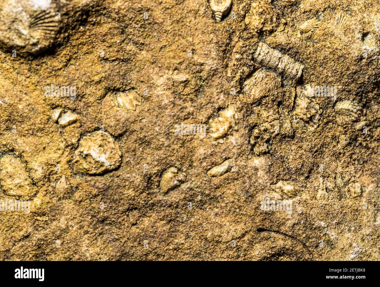 Crinoid stem segments. Marine fossils in carboniferous limestone from ...