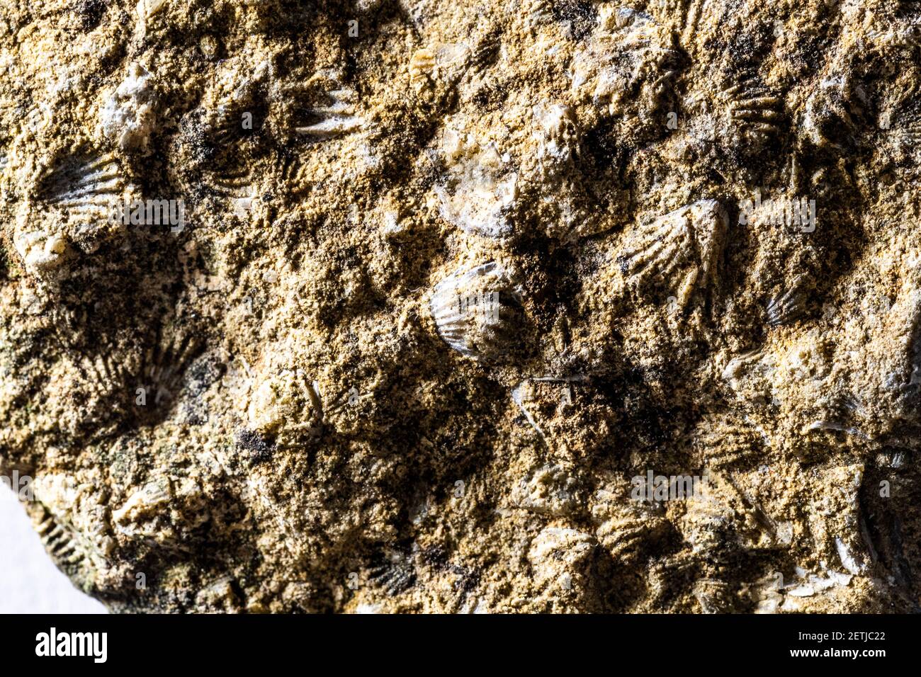 Marine fossils in carboniferous limestone from the Forest of Dean Stock ...