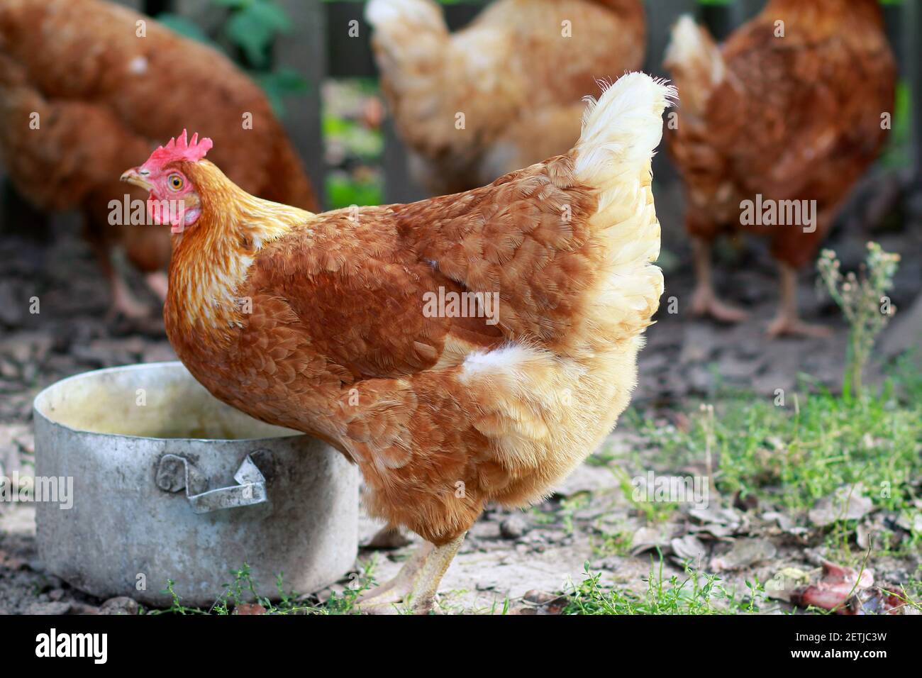 Chicken close-up in the countryside. The growing of chickens. The ...